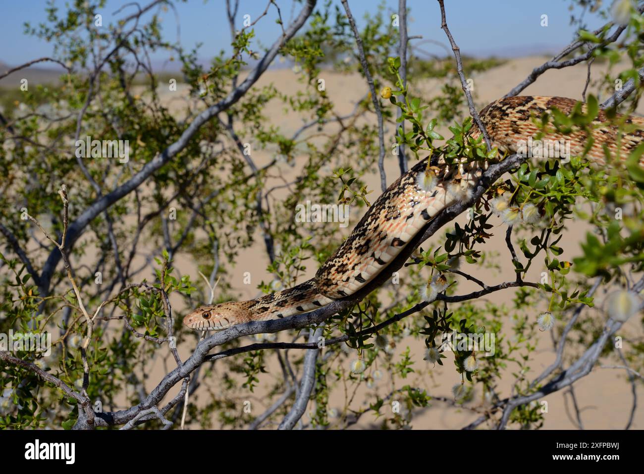 Sonoran Gophersnake (Pituophis catenifer affinis) in tree, Arizona, USA ...