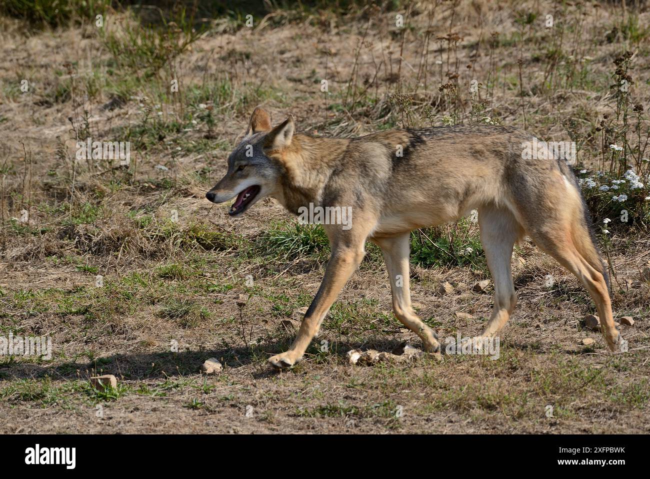 Mongolian wolf (Canis lupus chanco) Captive, occurs in Mongolia ...