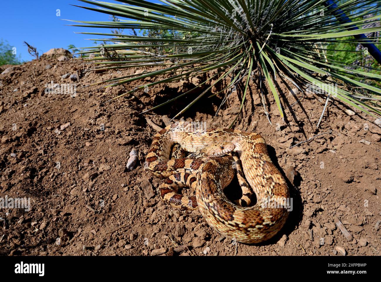 Sonoran Gophersnake (Pituophis catenifer affinis) Arizona, USA, June ...