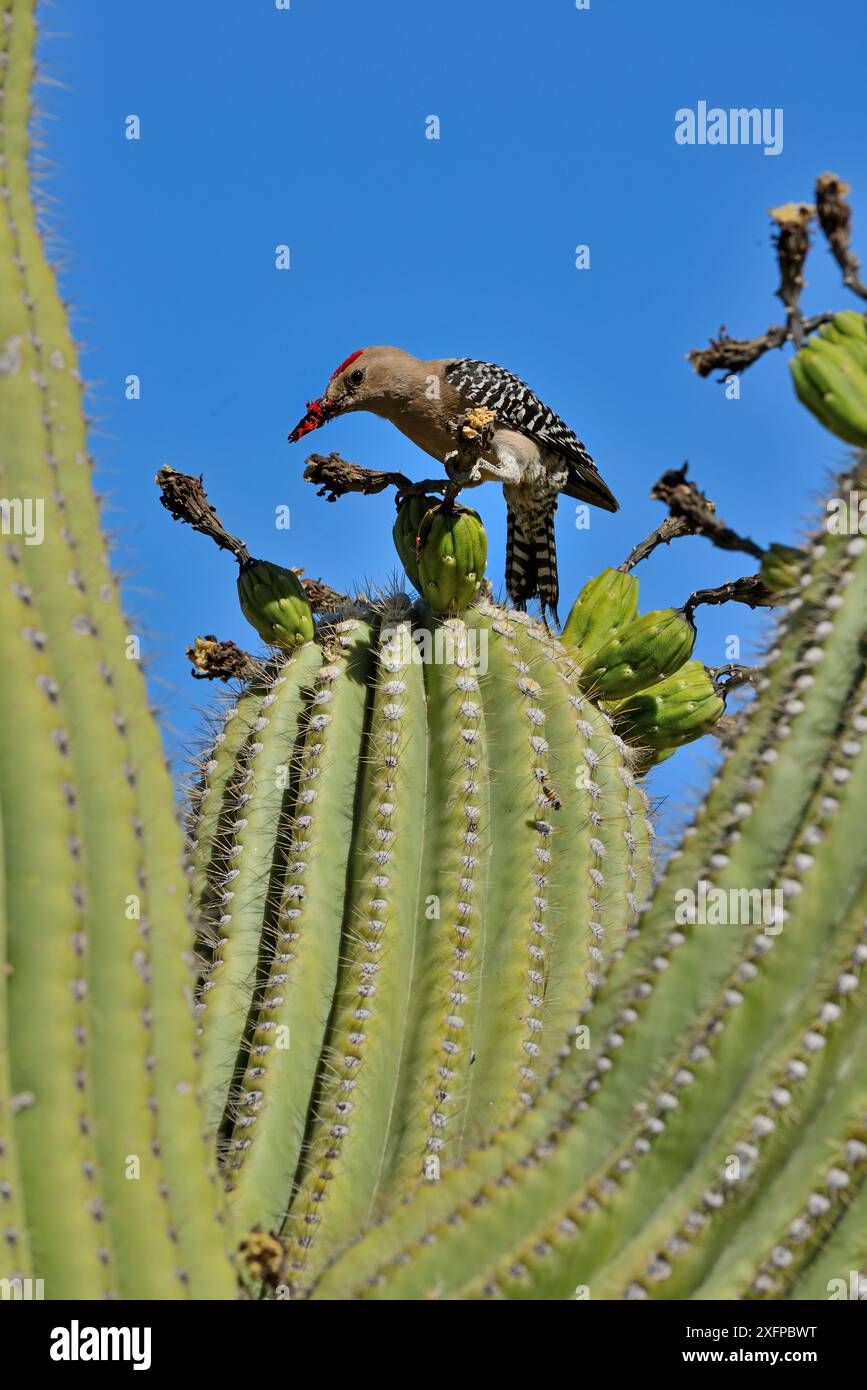 Gila Woodpecker (Melanerpes uropygialis) eating Saguaro fruit ...