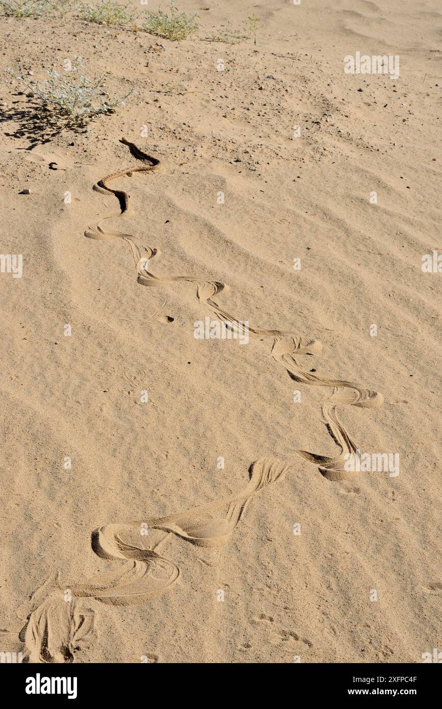 Sonoran gophersnake (Pituophis catenifer affinis) with tracks in sand ...