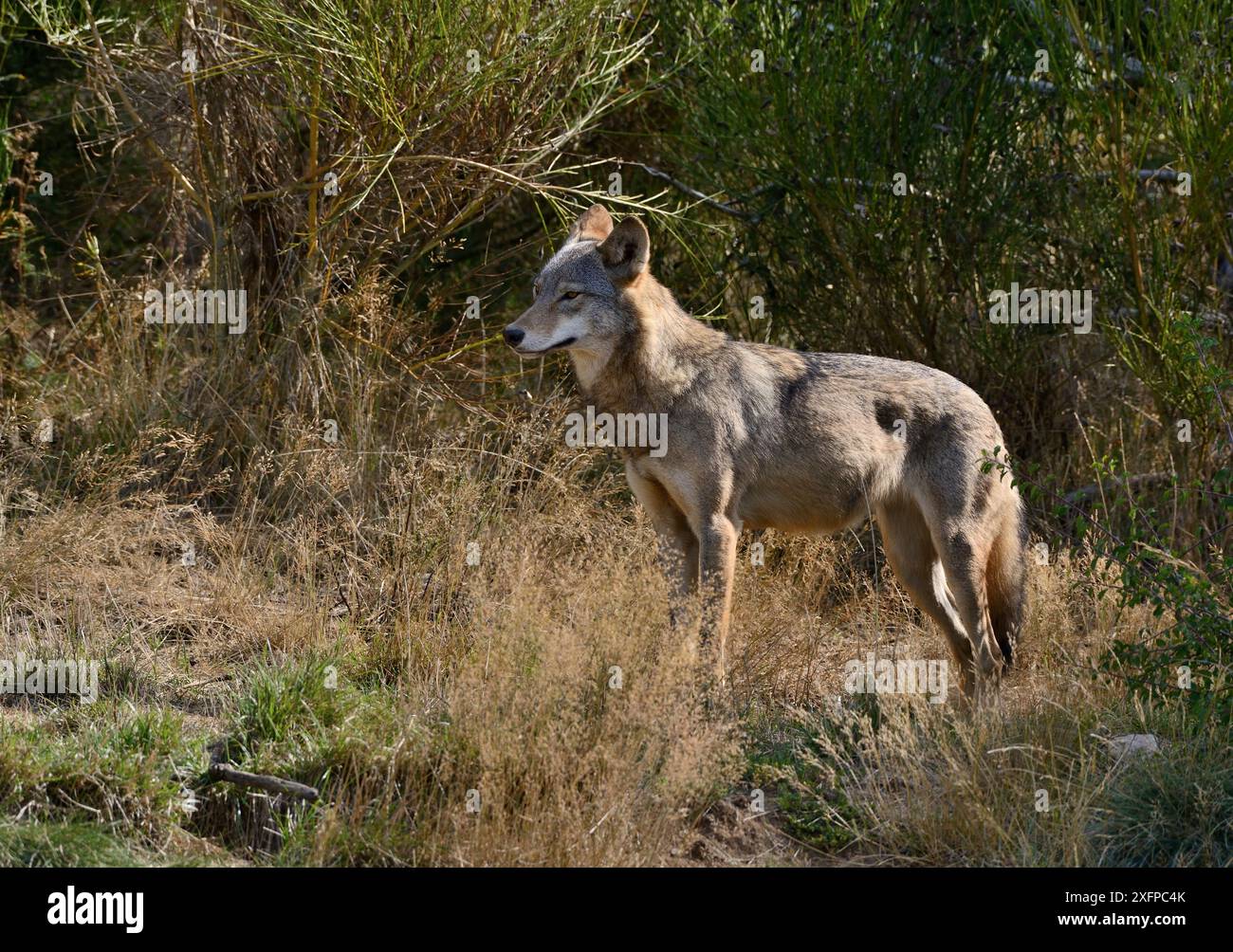 Mongolian wolf (Canis lupus chanco) Captive, occurs in Mongolia ...