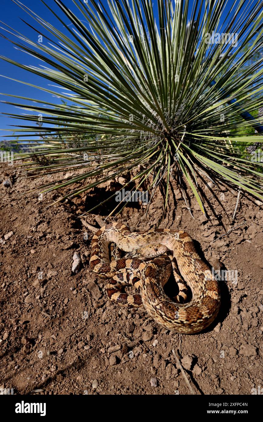 Sonoran Gophersnake (Pituophis catenifer affinis) Arizona, USA, June ...