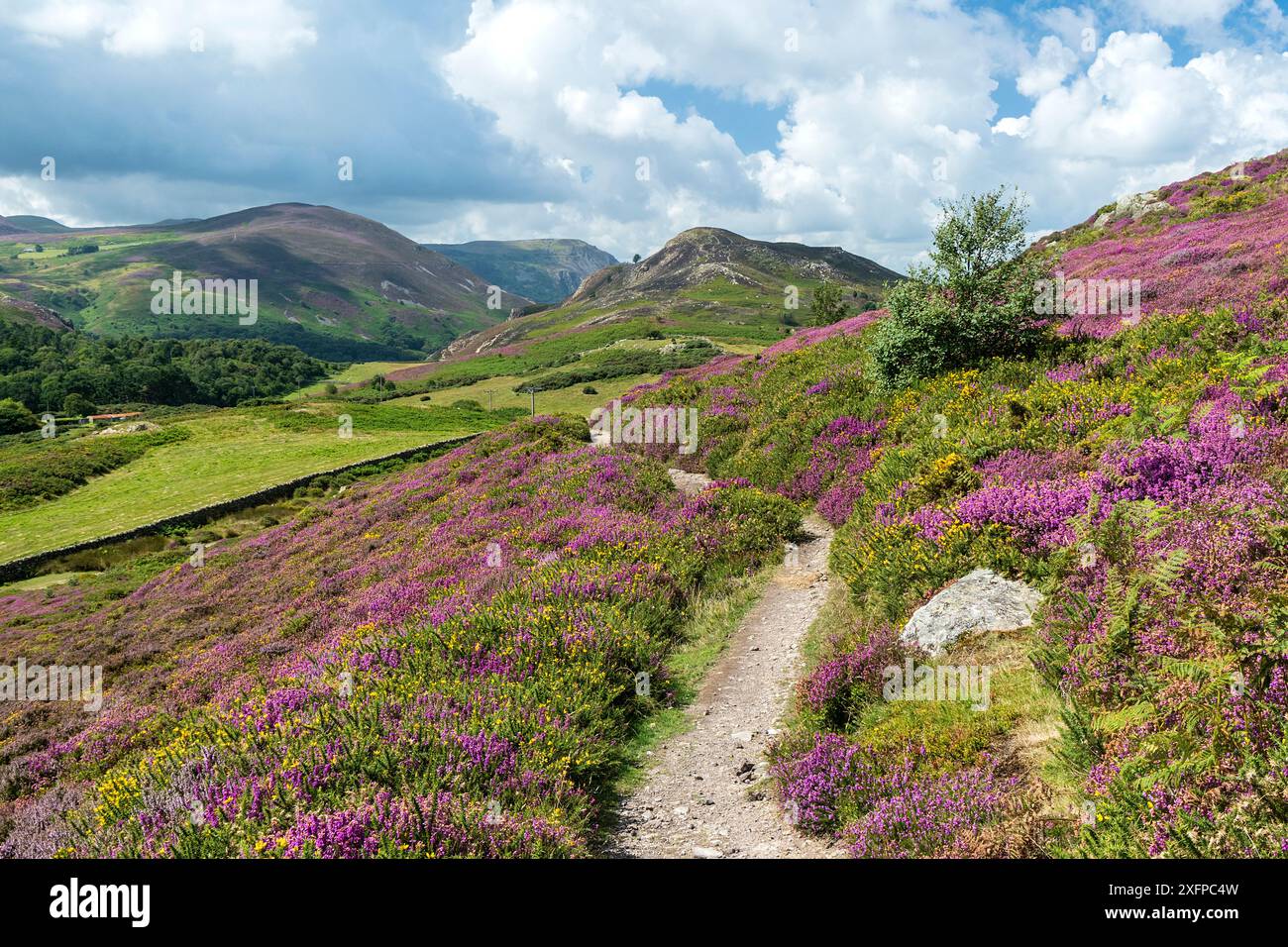 View west from path on Conwy Mountain with Alltwen Mountain on the ...