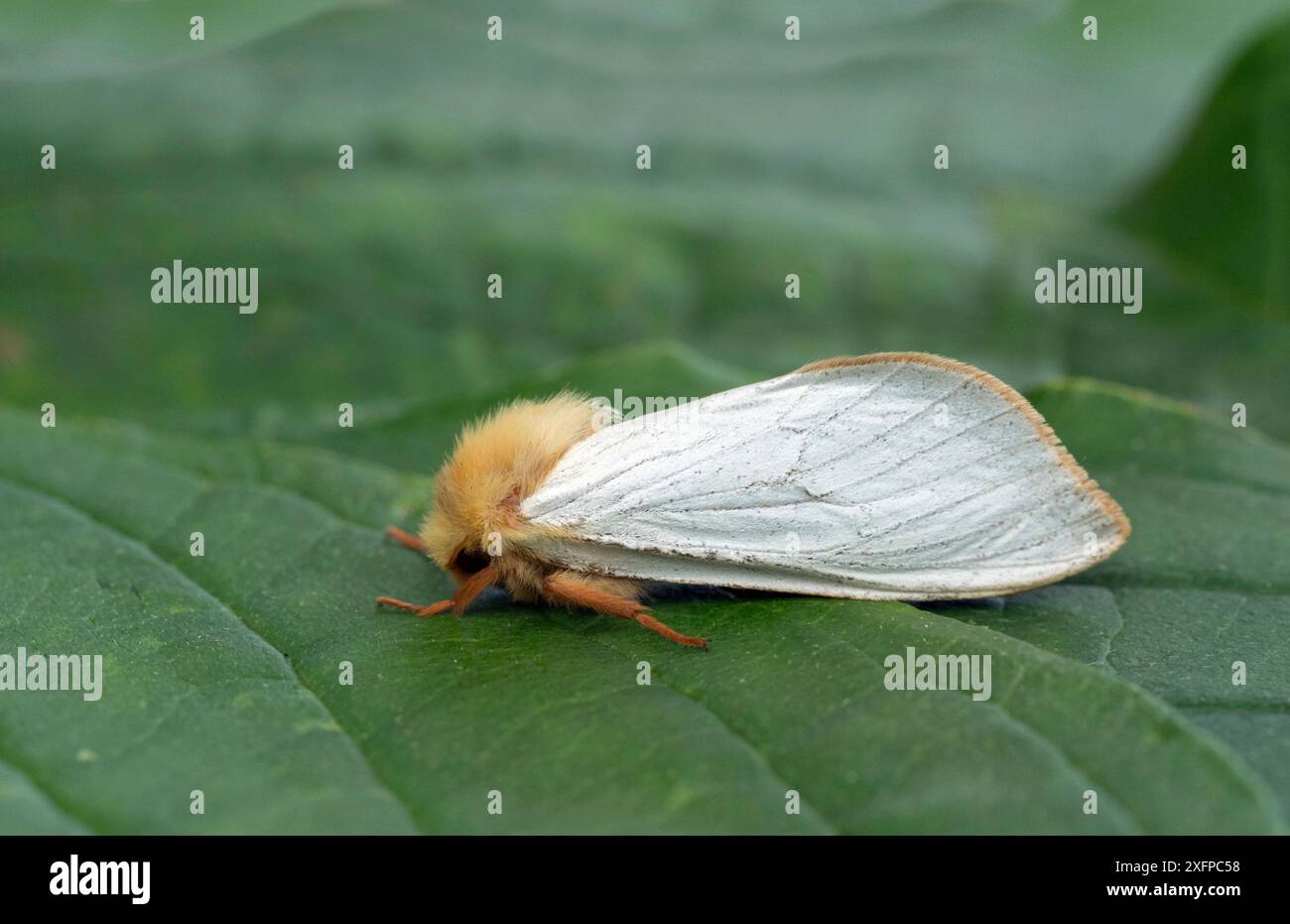 Ghost Moth (Hepialus humuli humuli) male, Dorset, England, UK, July ...