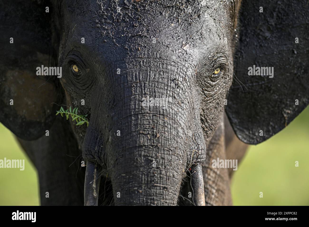 African forest elephant (Loxodonta cyclotis) in Loango National Park ...