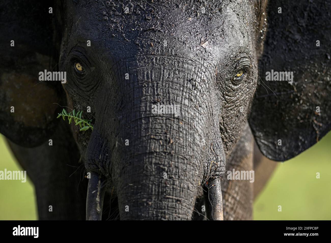 African forest elephant (Loxodonta cyclotis) in Loango National Park ...