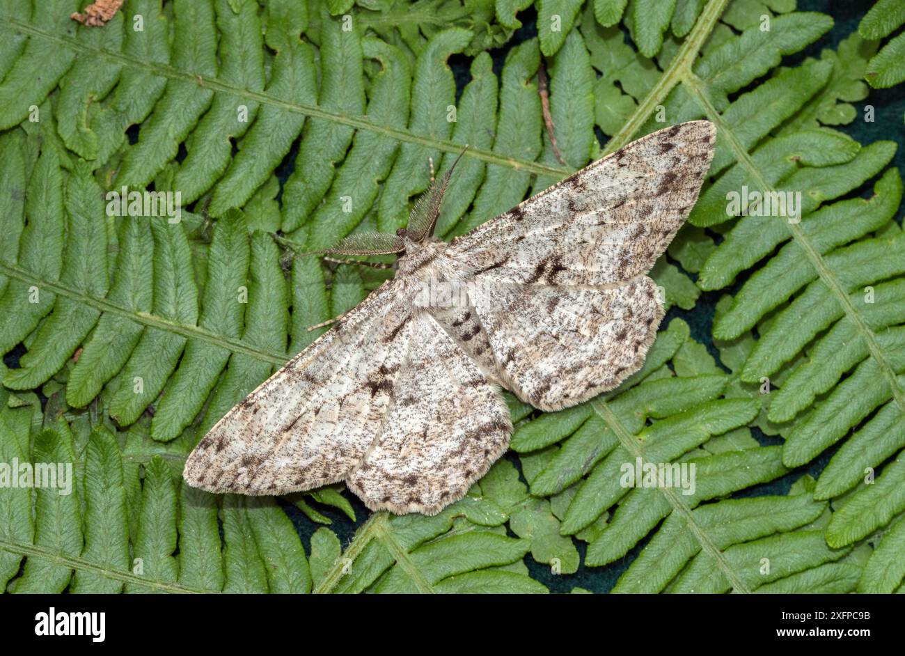 Great oak beauty moth (Hypomecis roboraria) on bracken, Wiltshire ...