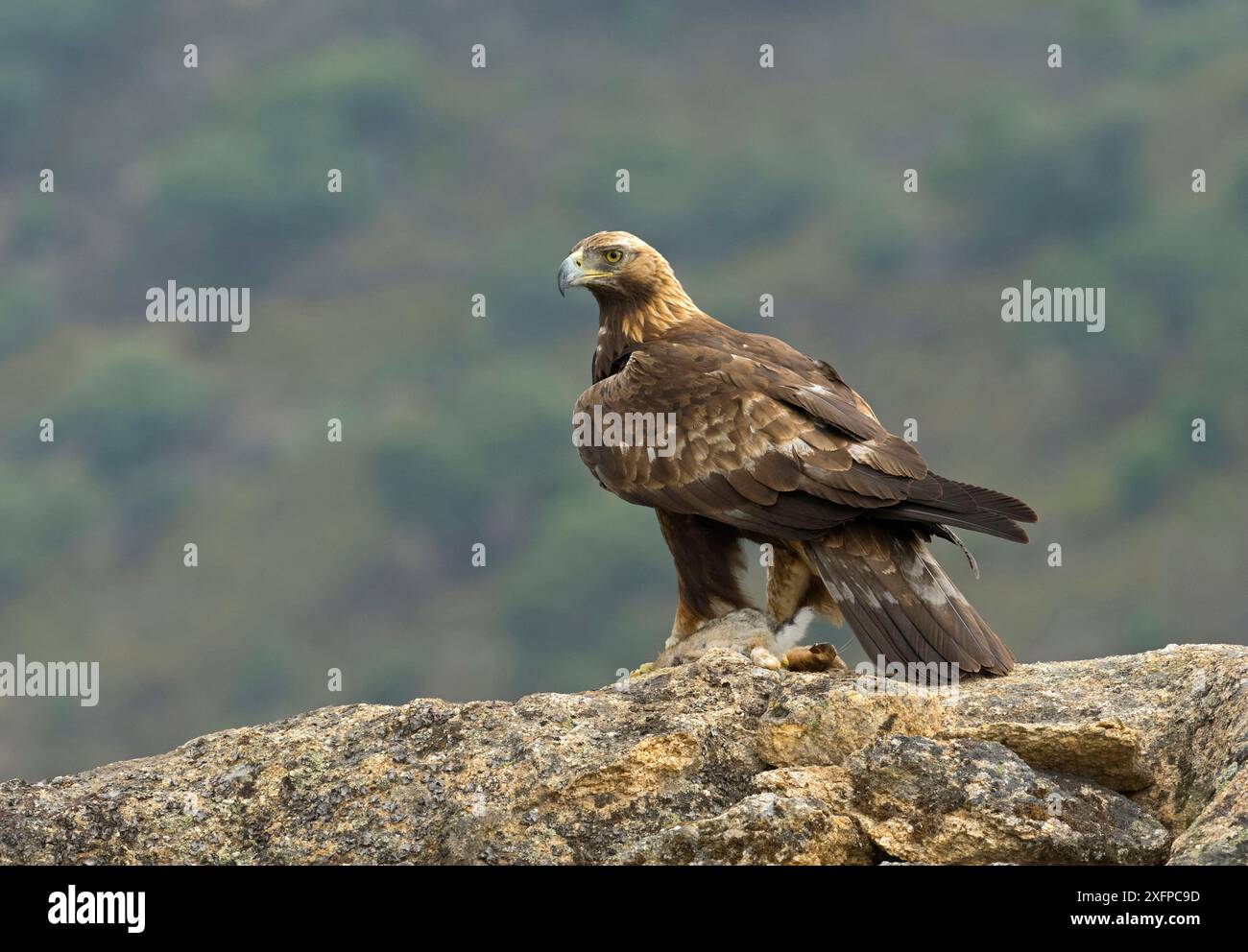 Golden Eagle (Aquila chrysaetos) perched, Spain, June Stock Photo - Alamy