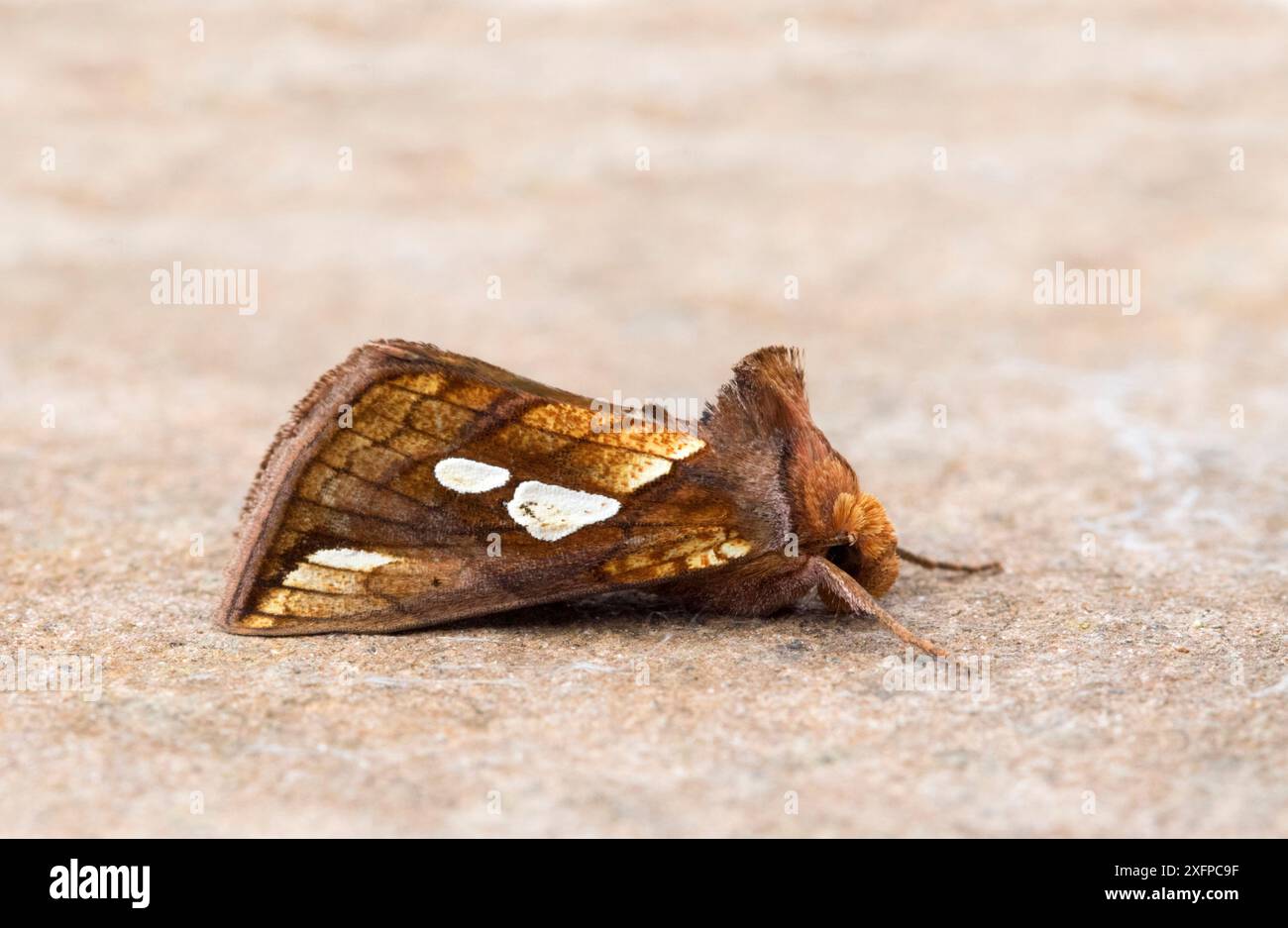 Gold spot moth (Plusia festucae) Wiltshire, England, UK, August Stock ...