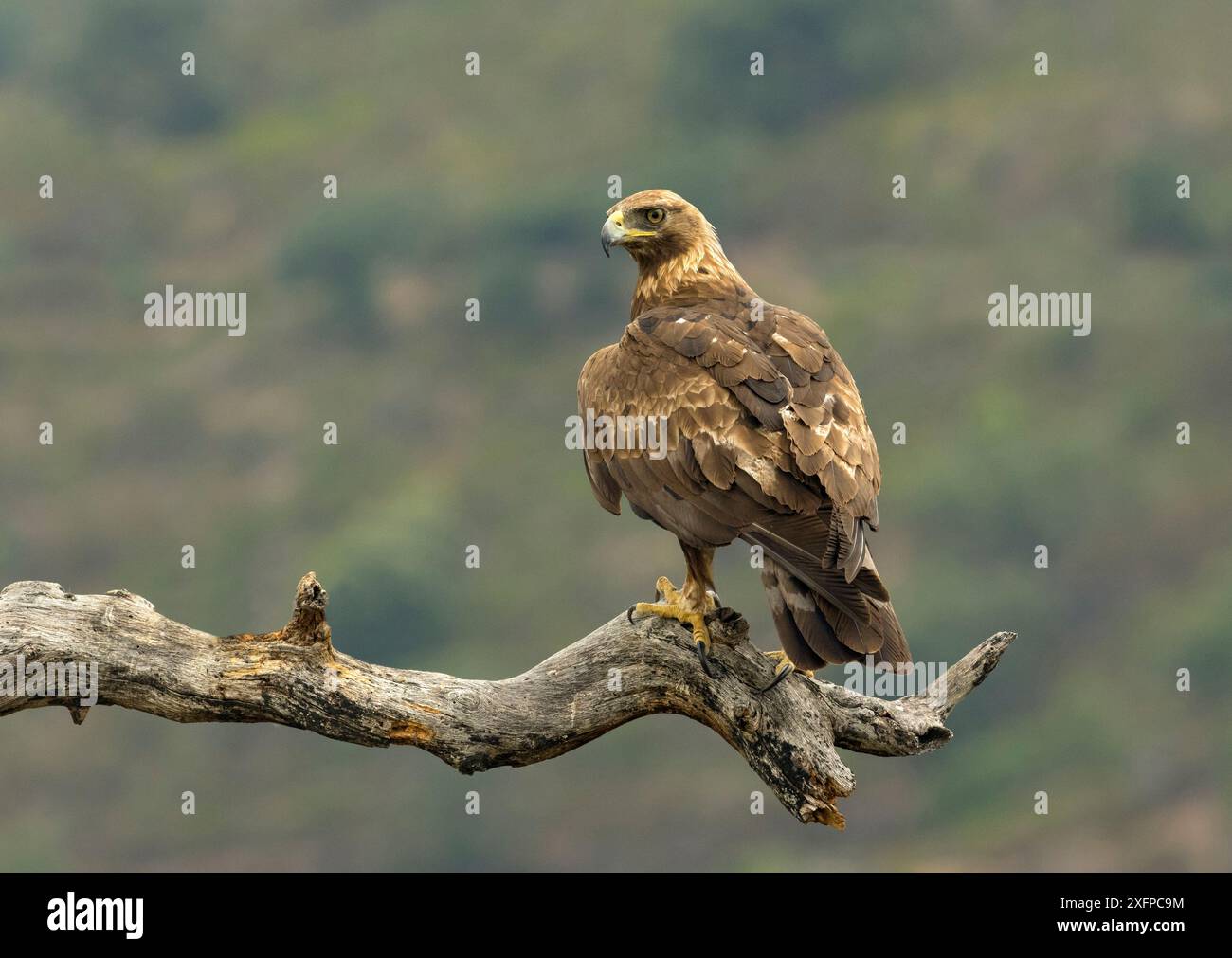 Golden Eagle (Aquila chrysaetos) Spain, June Stock Photo - Alamy