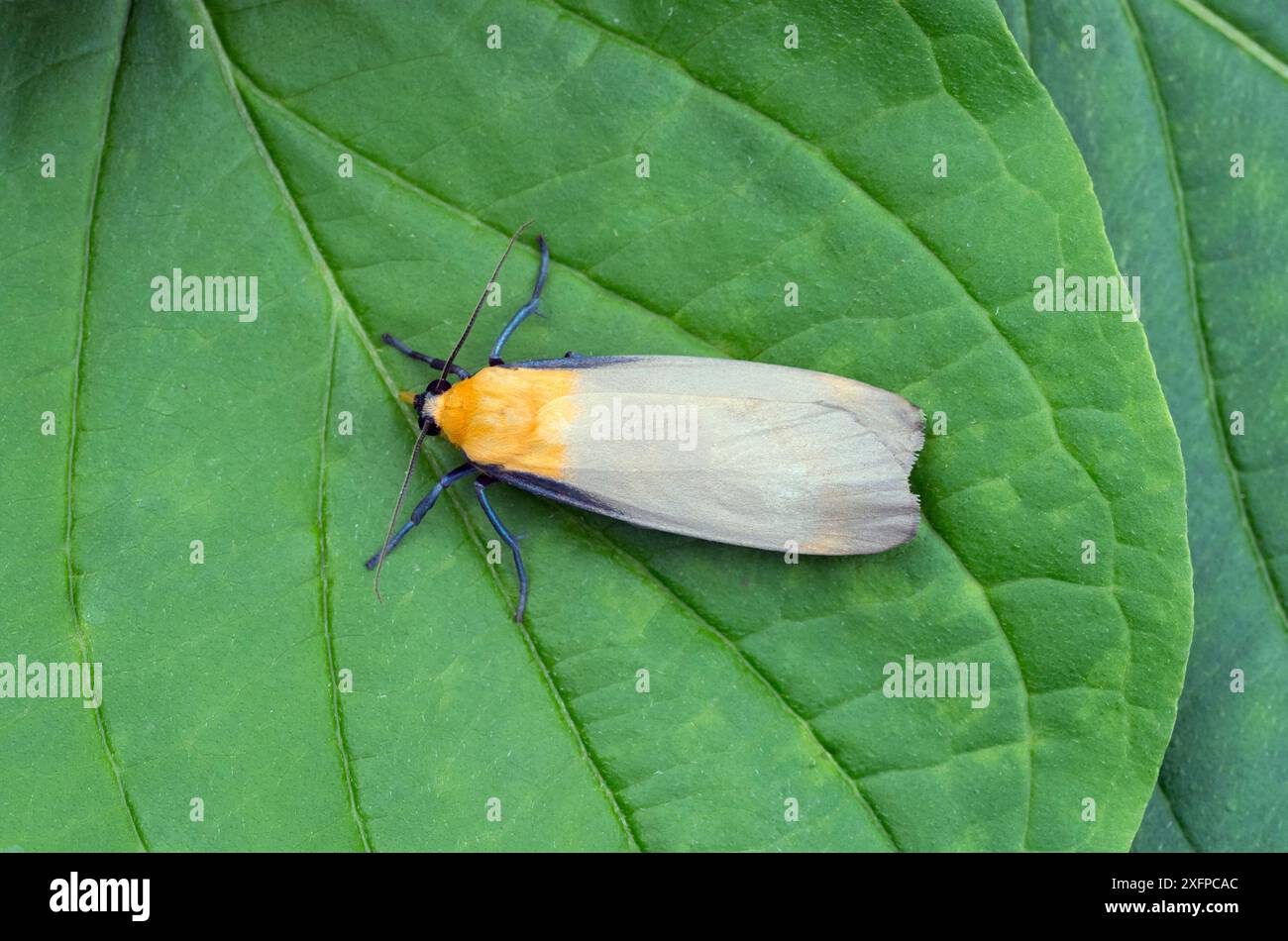 Four-spotted footman moth (Lithosia quadra) male, Dorset, England, UK ...