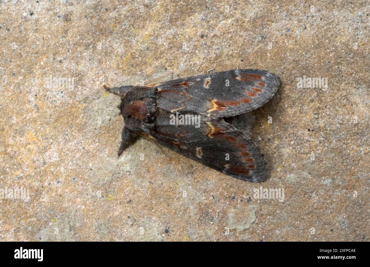 Iron prominent moth (Notodonta dromedarius) Wiltshire, England, UK ...