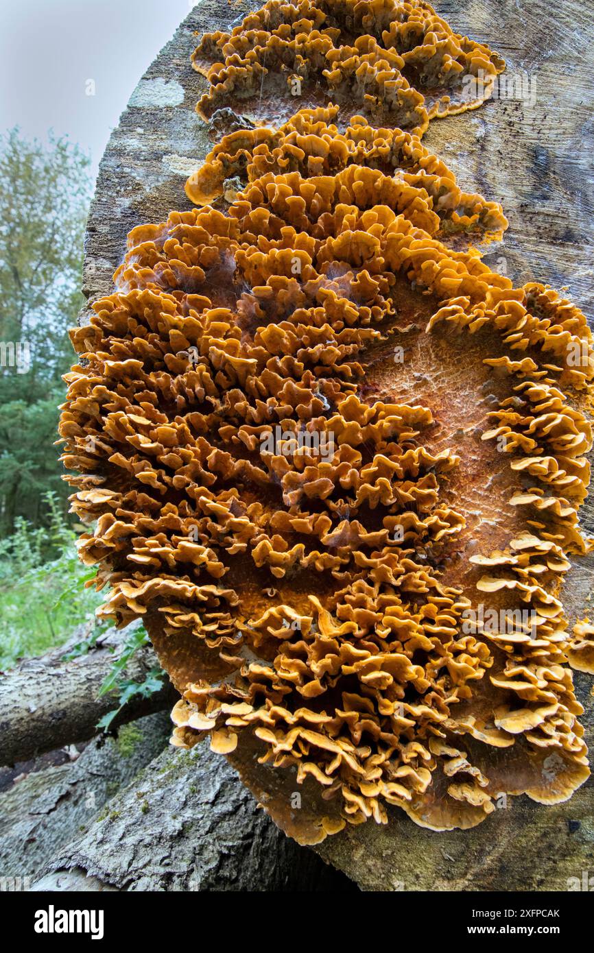 Hairy curtain crust (Stereum hirsutum) Wiltshire, England, UK, October ...