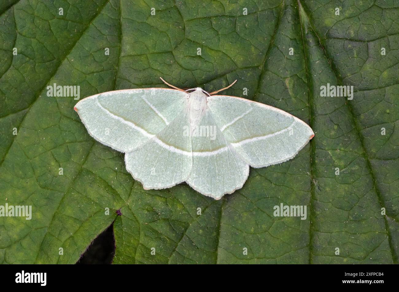 Light emerald moth (Campaea margaritata) Wiltshire, England, UK Stock ...