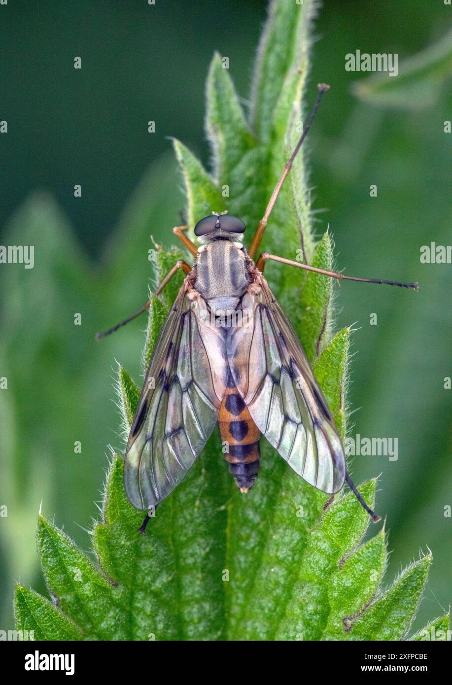 Marsh Snipefly (Rhagio tringarius) Ham Wall RSPB Reserve, Somerset ...