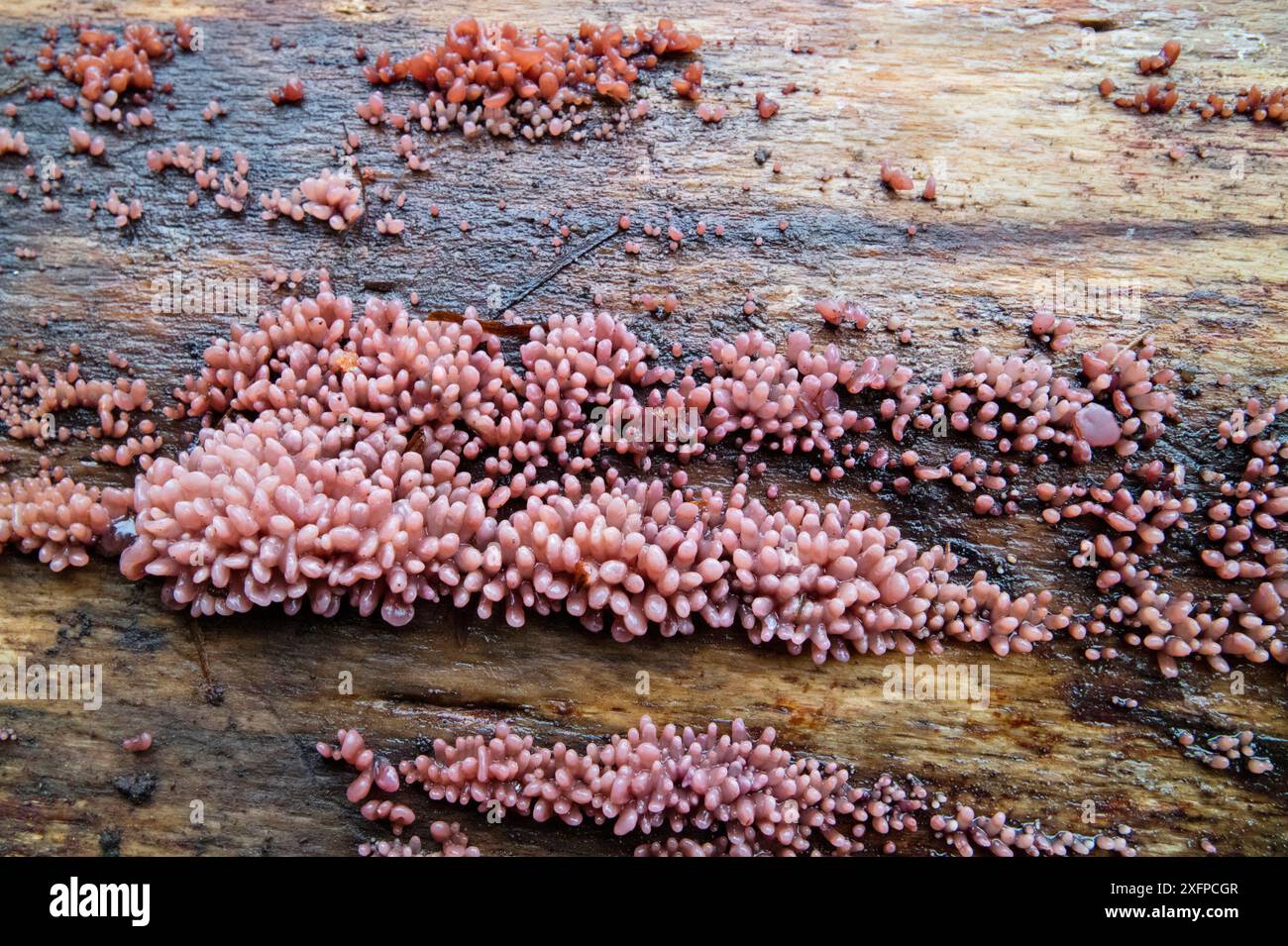 Purple Jellydisc (Ascocoryne sarcoides) fungus, Wiltshire, England, UK ...