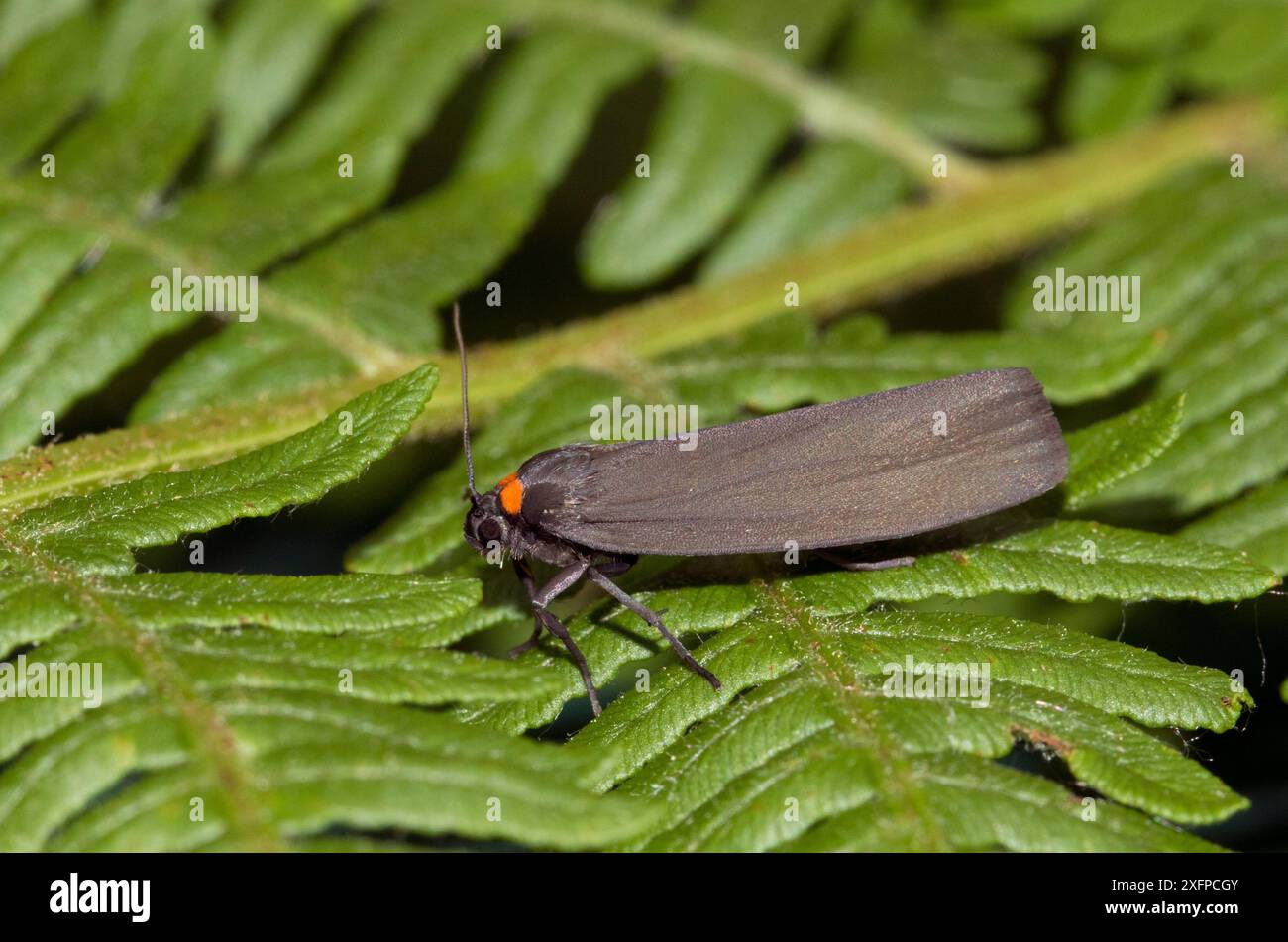 Red-necked footman moth (Atolmis rubricollis) Wiltshire, England, UK ...