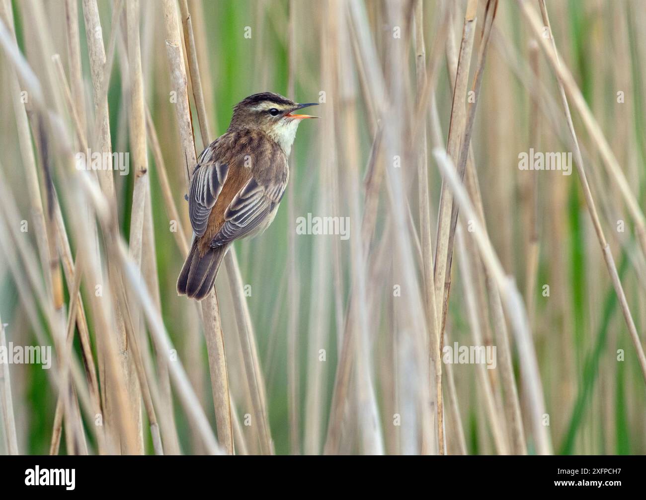 Sedge Warbler (Acrocephalus schoenobaenus) Greylake RSPB Reserve ...