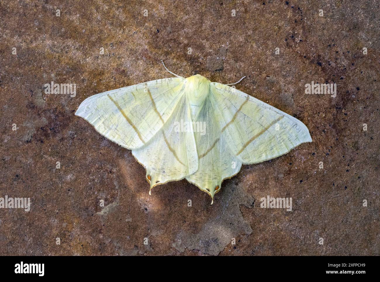 Swallow-tailed moth (Ourapteryx sambucaria) Wiltshire, England, UK ...