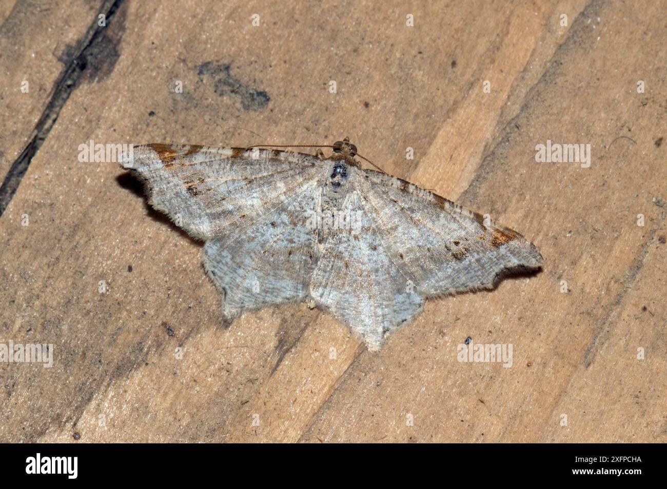 Sharp-angled peacock moth (Macaria alternata) Wiltshire, England, UK ...