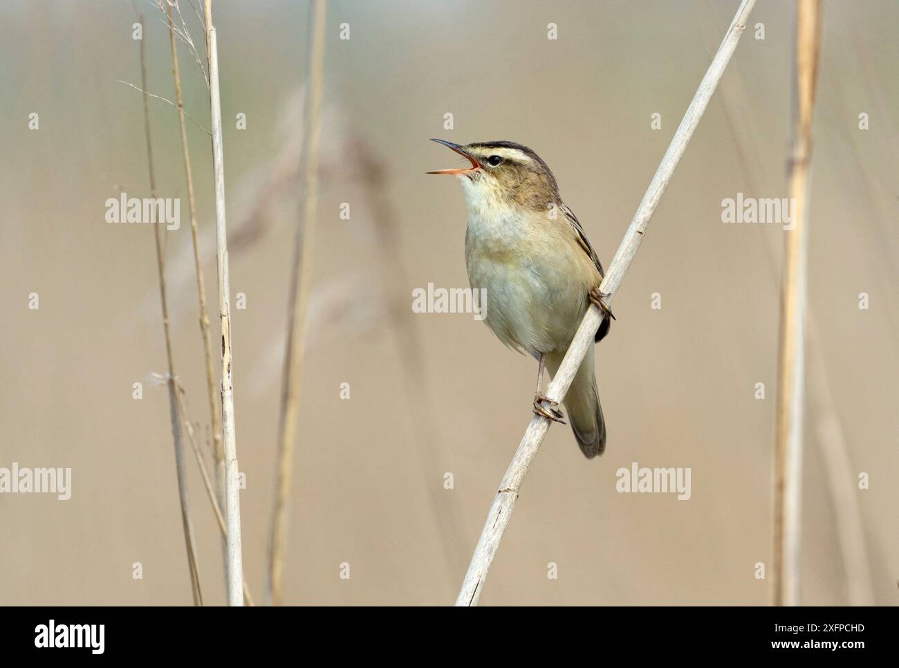 Sedge warbler (Acrocephalus schoenobaenus) singing, Greylake RSPB ...