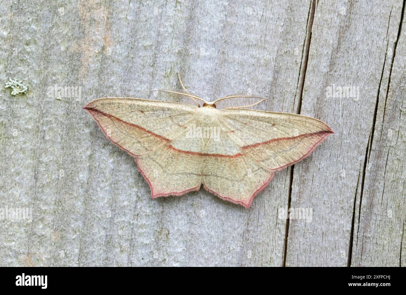 Blood-vein moth (Timandra comae) Wiltshire, England, UK, June Stock ...