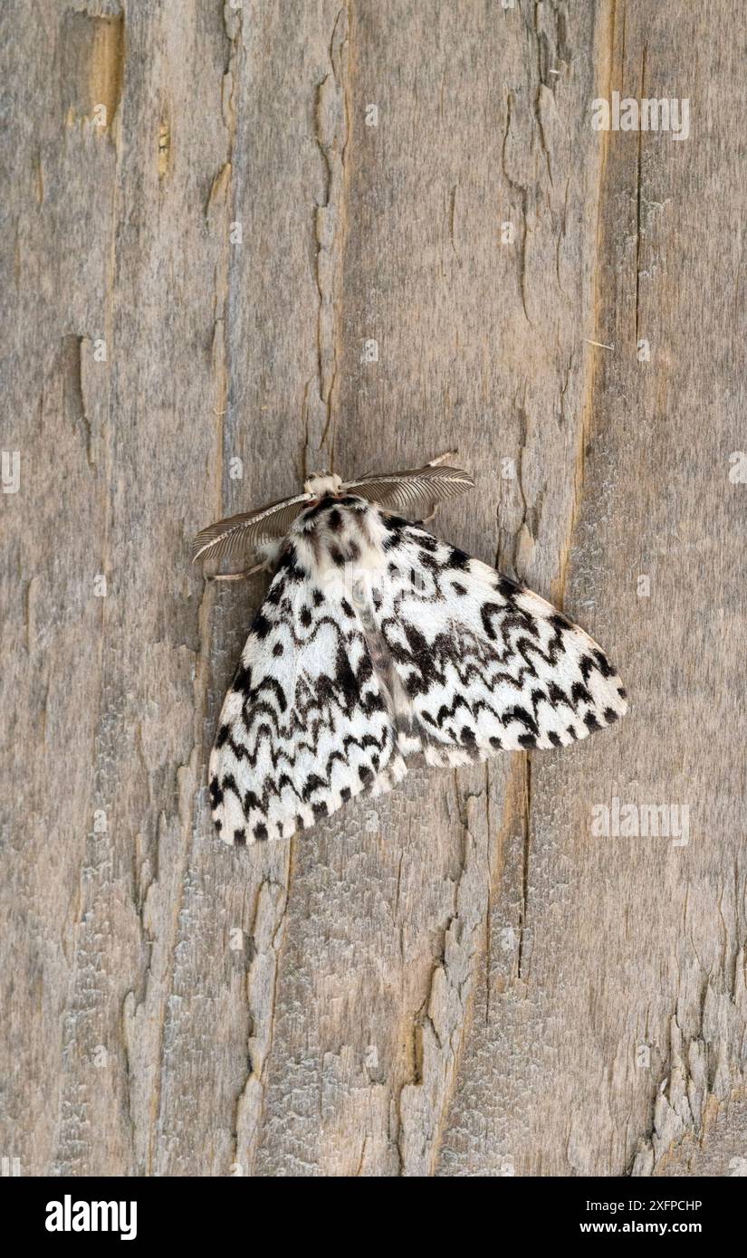 Black arches moth (Lymantria monacha) Wiltshire, England, UK, July ...