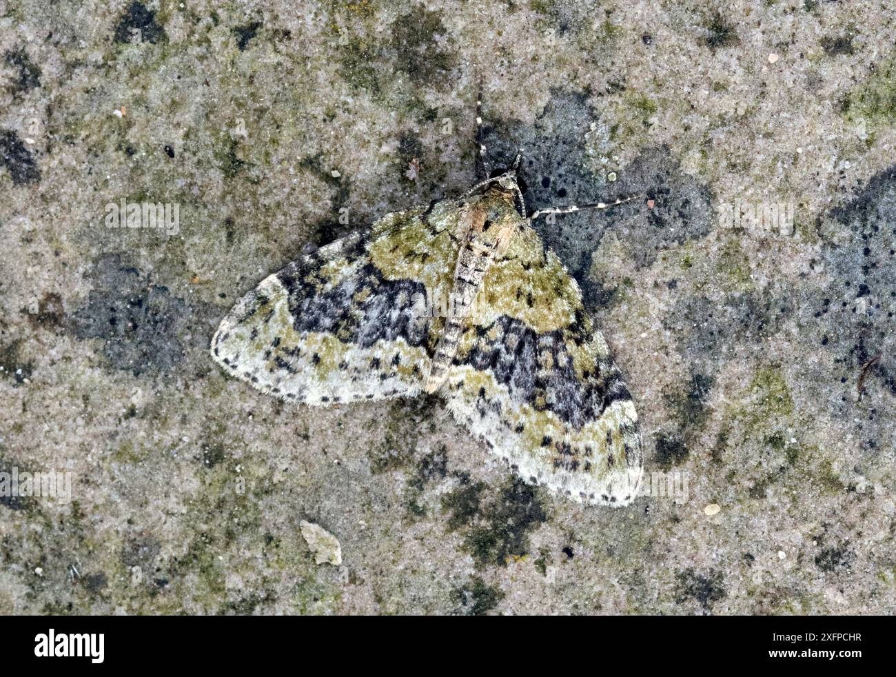 Yellow-barred brindle moth (Acasis viretata) Wiltshire, England, UK ...