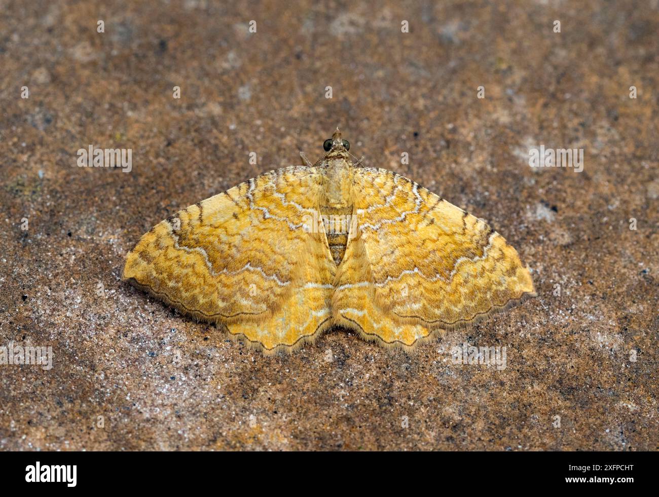 Yellow shell moth (Camptogramma bilineata bilineata) Wiltshire, England ...