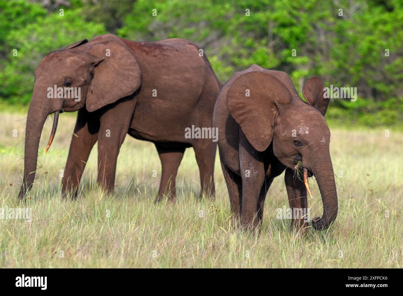 African forest elephants (Loxodonta cyclotis) in a clearing in Loango ...