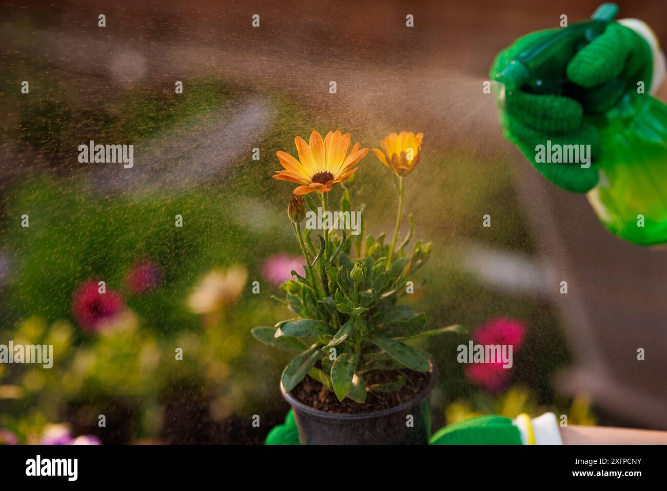 gardener watering garden flowers with a sprinkler, caring for flowers ...
