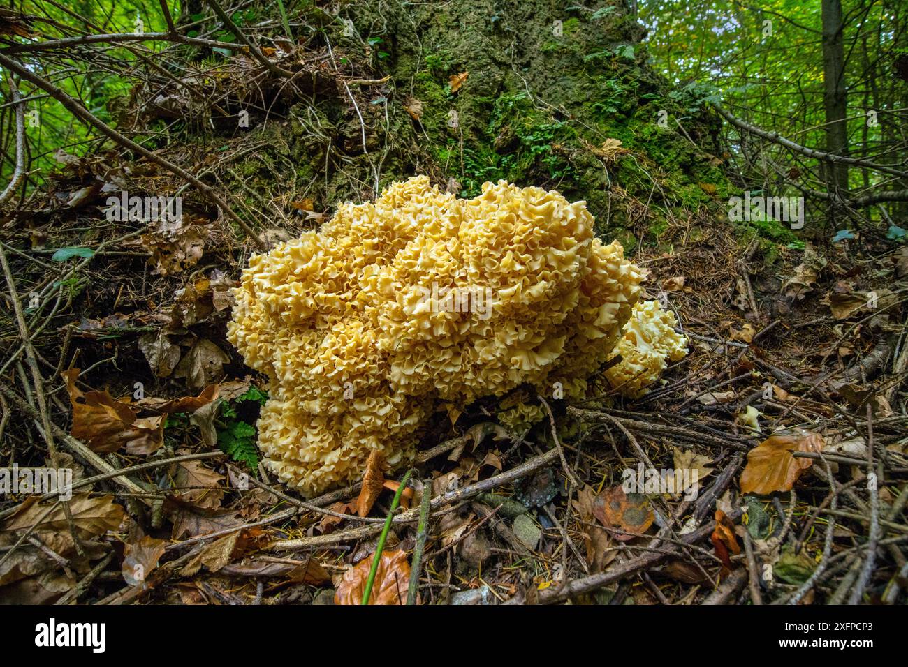 Sparassis crispa cauliflower fungus hi-res stock photography and images ...
