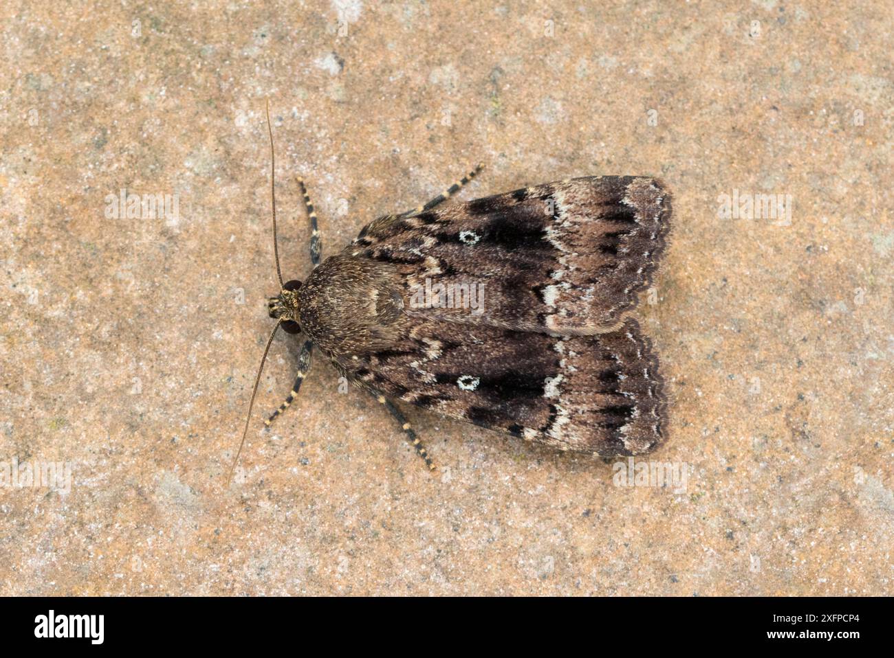 Copper underwing moth (Amphipyra pyramidea) Wiltshire, England, UK ...
