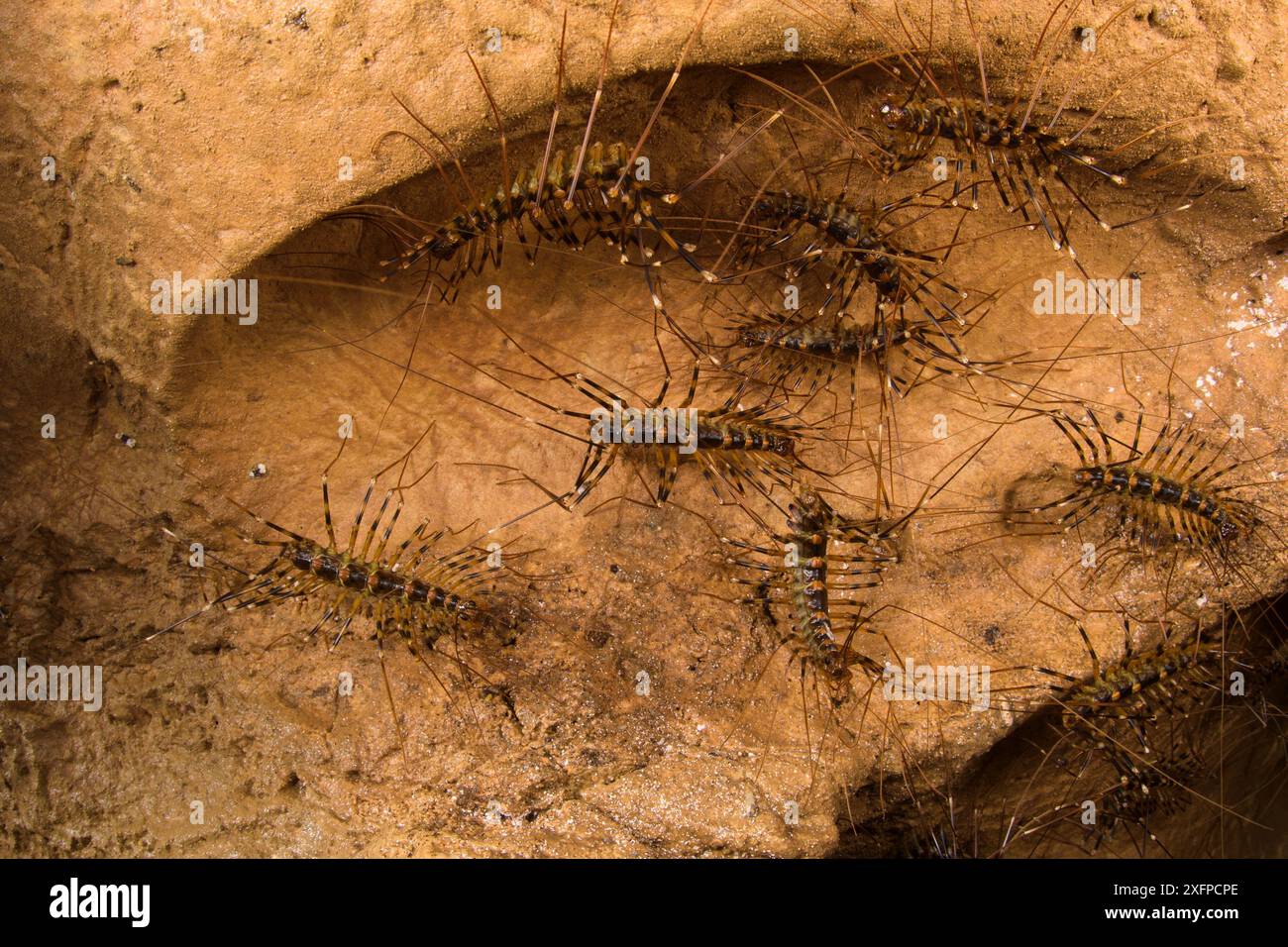 Cave centipedes (Thereuopoda longicornis) in crevice on cave wall ...