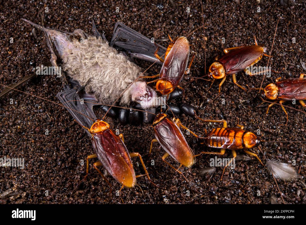Cockroaches and darkling beetles feeding on a young dead Wrinkle-lipped ...