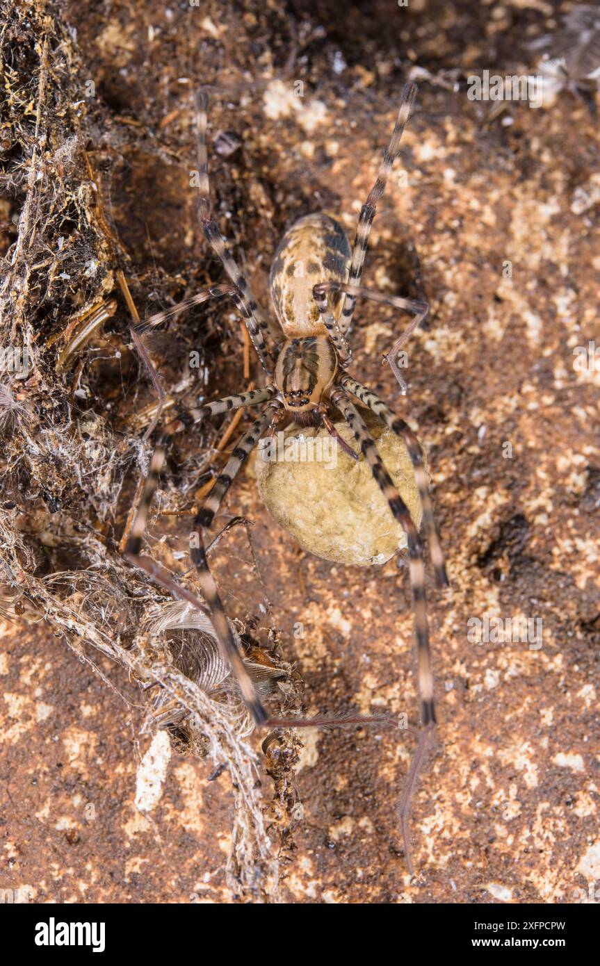 Cave web spider (Psechrus borneo) female with egg sac, Gomantong caves ...