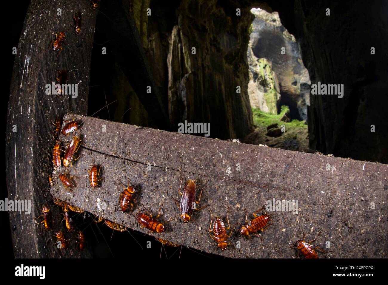 Cockroaches (Periplaneta australasiae) on handrail, Gomantong caves ...