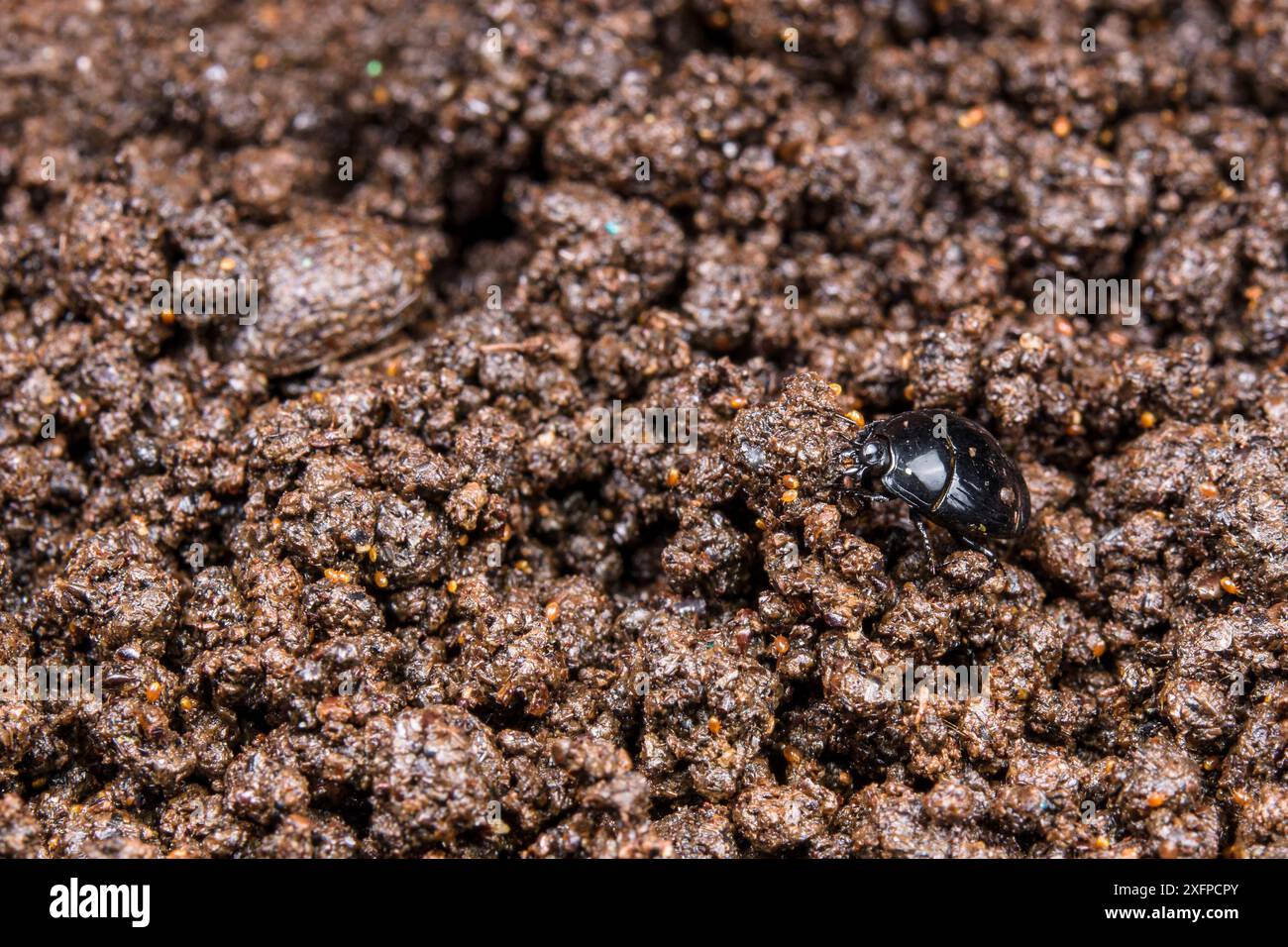 Dung beetle rolling guano, Gomantong Cave, Borneo, Sabah, Malaysia ...