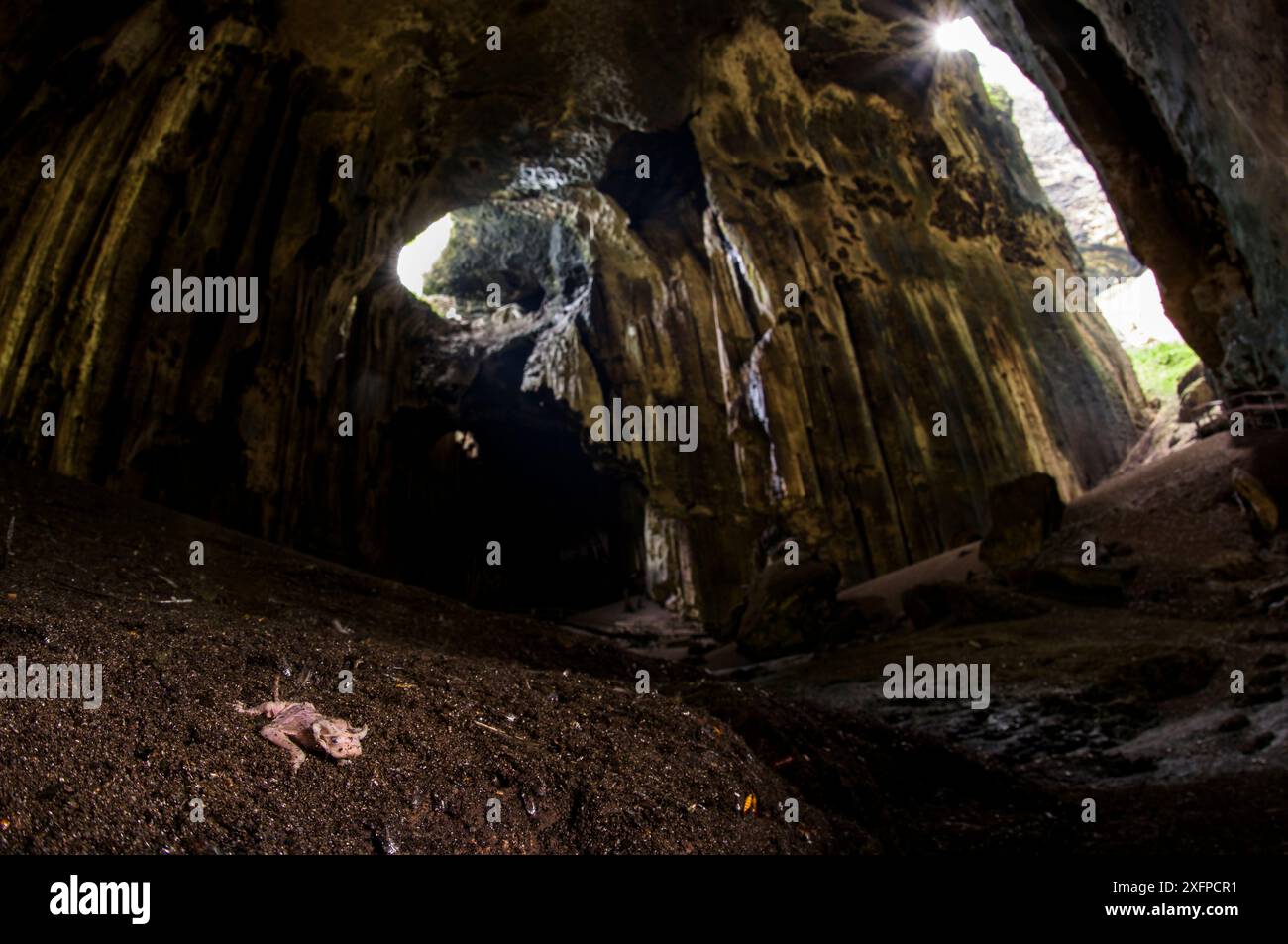 Wrinkle-lipped free-tailed bat (Chaerephon plicatus) pup on the floor ...