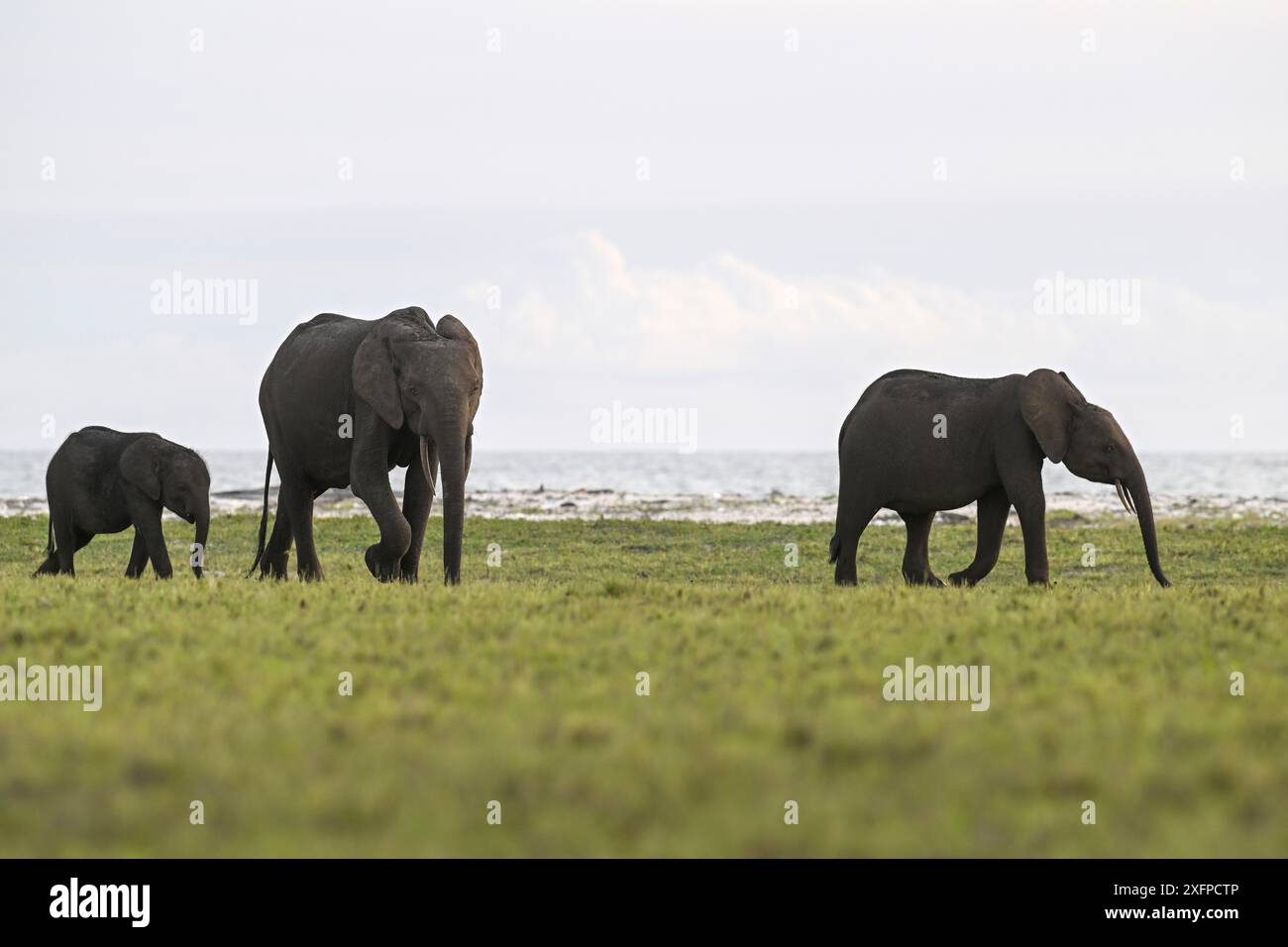 African forest elephants (Loxodonta cyclotis) on the beach, Loango ...