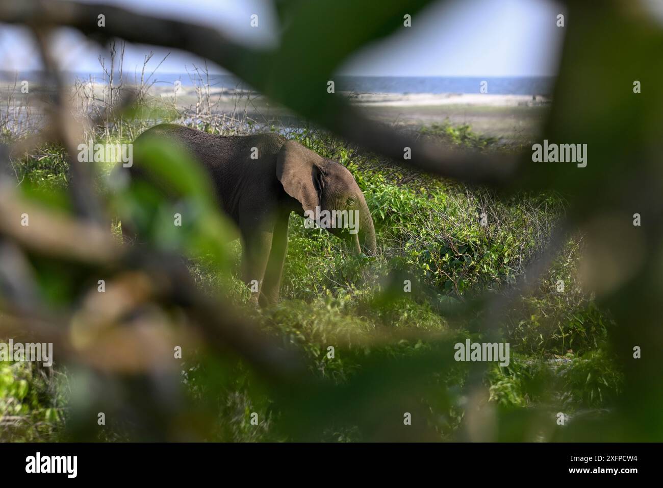 African forest elephant (Loxodonta cyclotis) on the beach, Loango ...