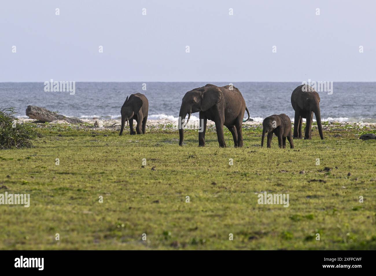 African forest elephants (Loxodonta cyclotis) on the beach, Loango ...