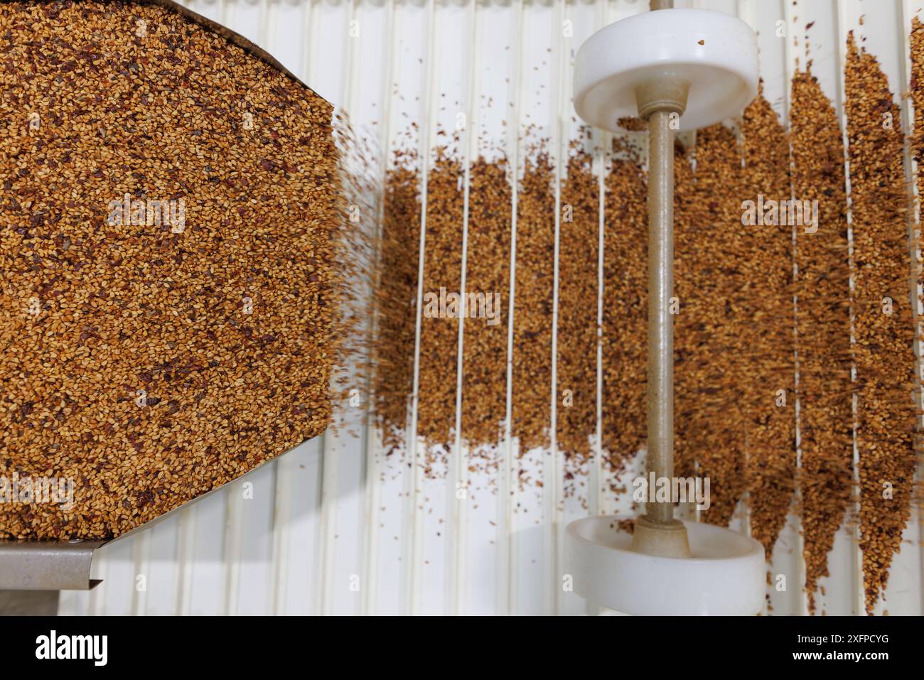 Grain sorting machine, Paddy machine sorts grains of one crop ...