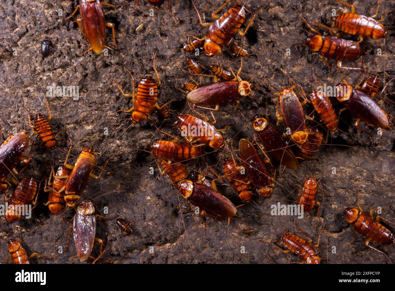 Cockroaches (Periplaneta australasiae), Gomantong caves, Borneo, Sabah ...