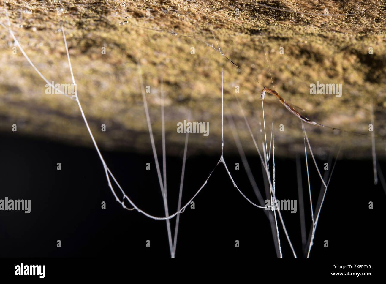 Fungus gnat (Mycetophilidae) larvae, with sticky hanging threads ...