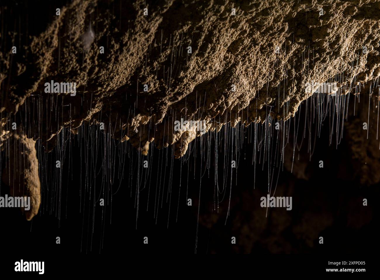 Sticky hanging traps of the fungus gnat (Mycetophilidae). Deer cave, Gunung Mulu National Park ...