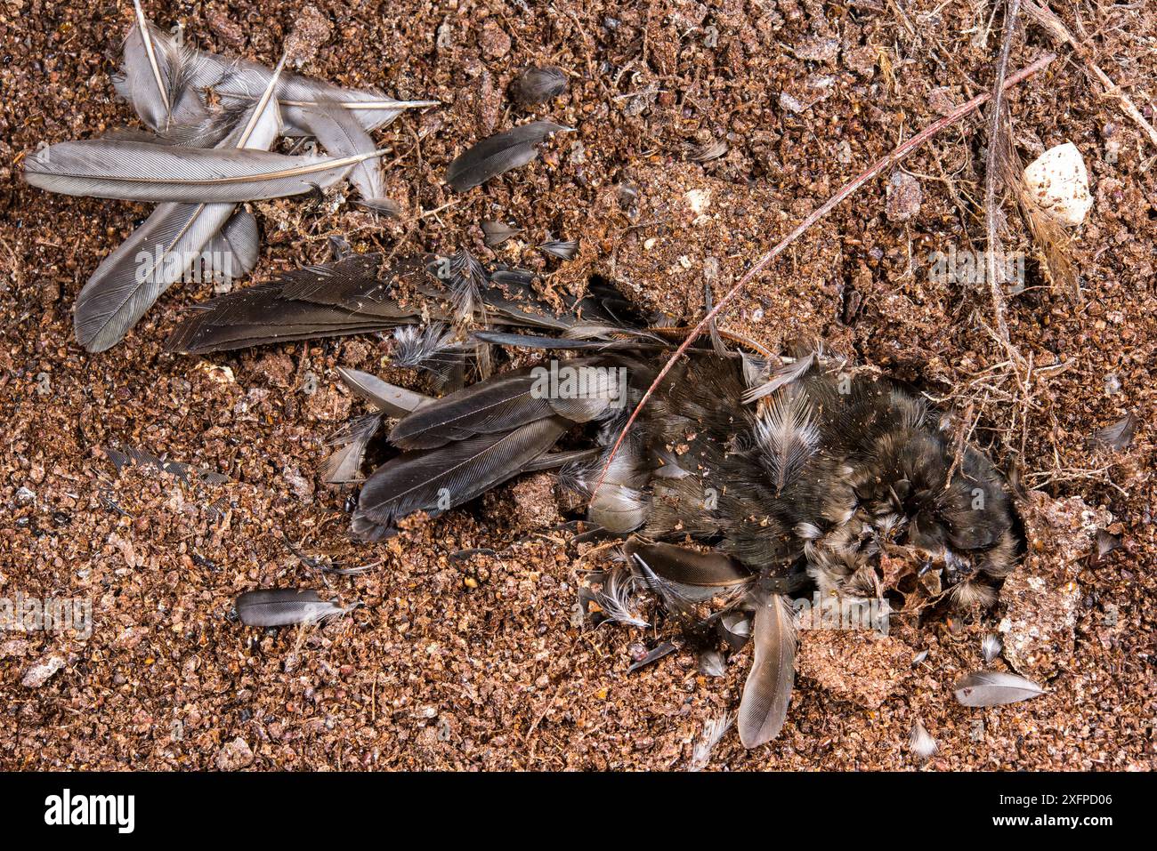 Cave swiftlet hi-res stock photography and images - Alamy