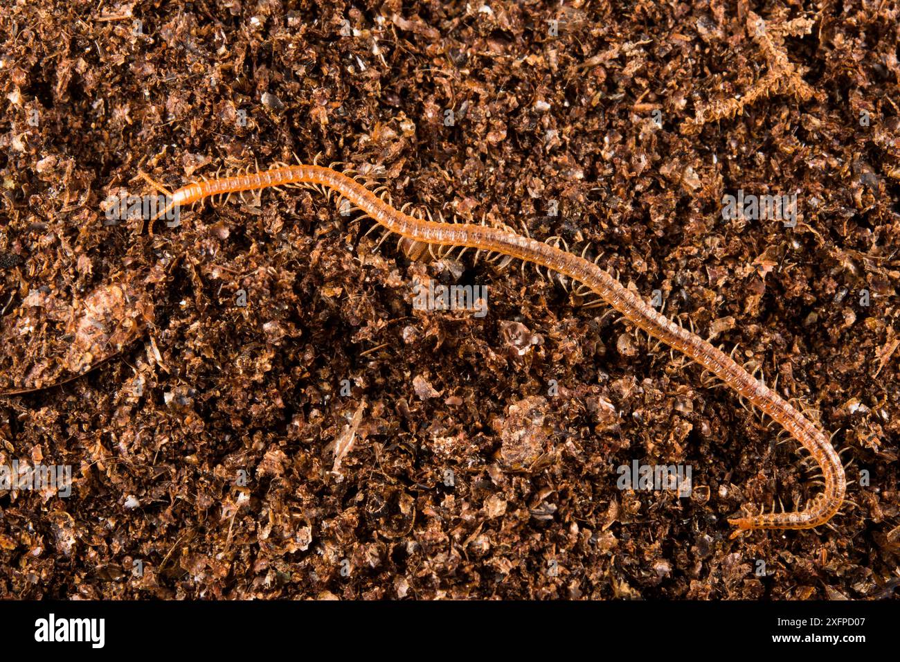 Cave centipede hi-res stock photography and images - Alamy