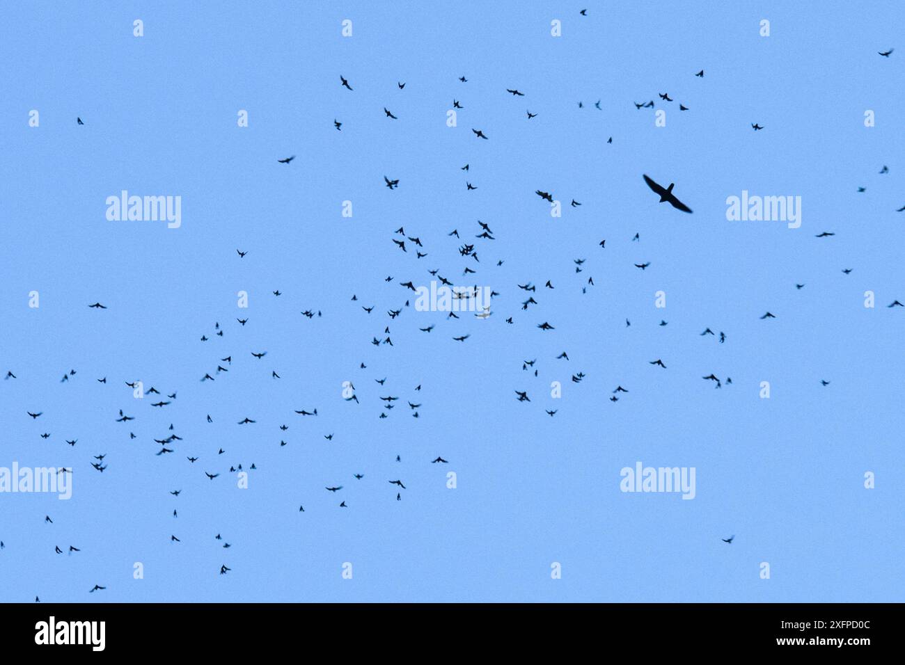 Bat hawk (Macheiramphus alcinus) hunting bats. Gunung Mulu National ...
